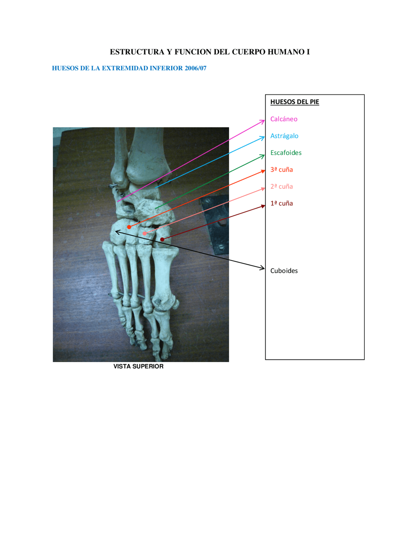 Esqueleto: extremidad inferior - Docsity