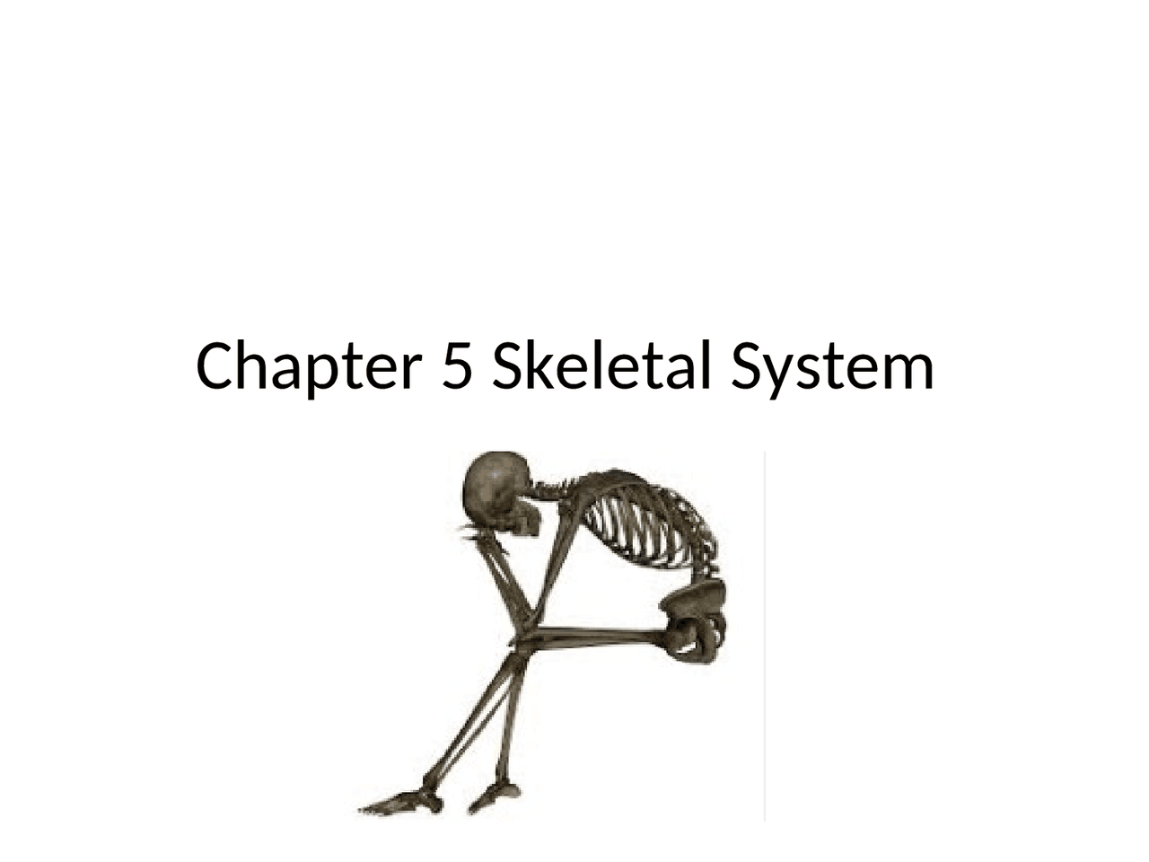 ANATOMY AND PHYSIOLOGY SKELETAL SYSTEM - Docsity