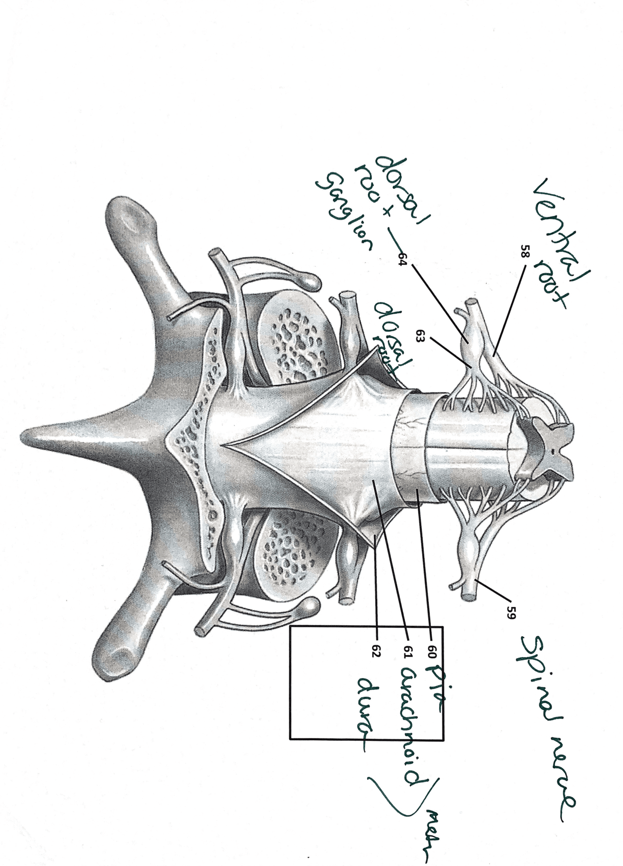 The Labeled Parts Of The Cranial Nerves And Some Stuffs Need For