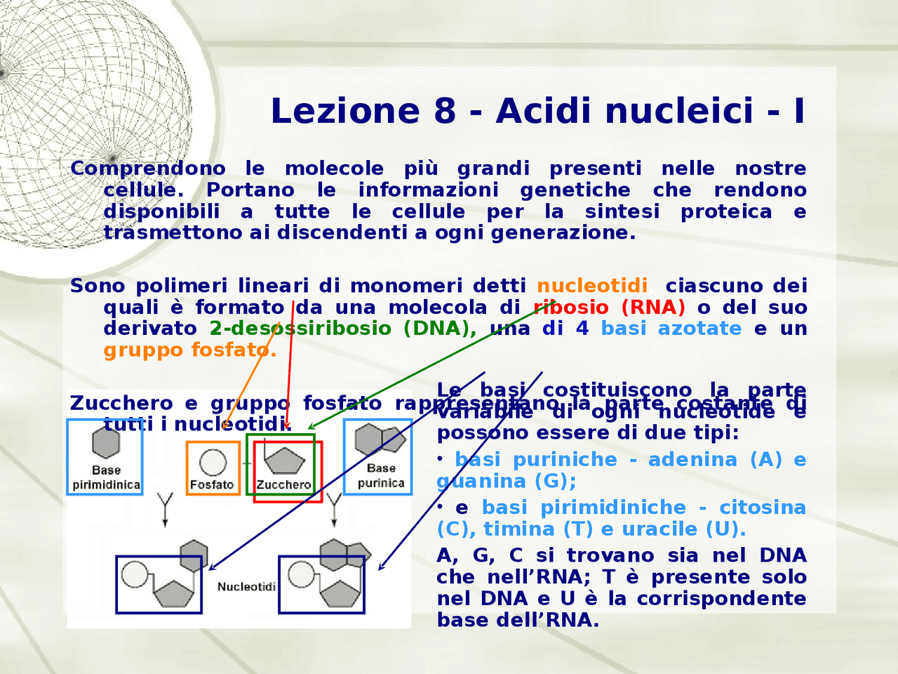 Slides Biologia Cellulare Acidi Nucleici Docsity