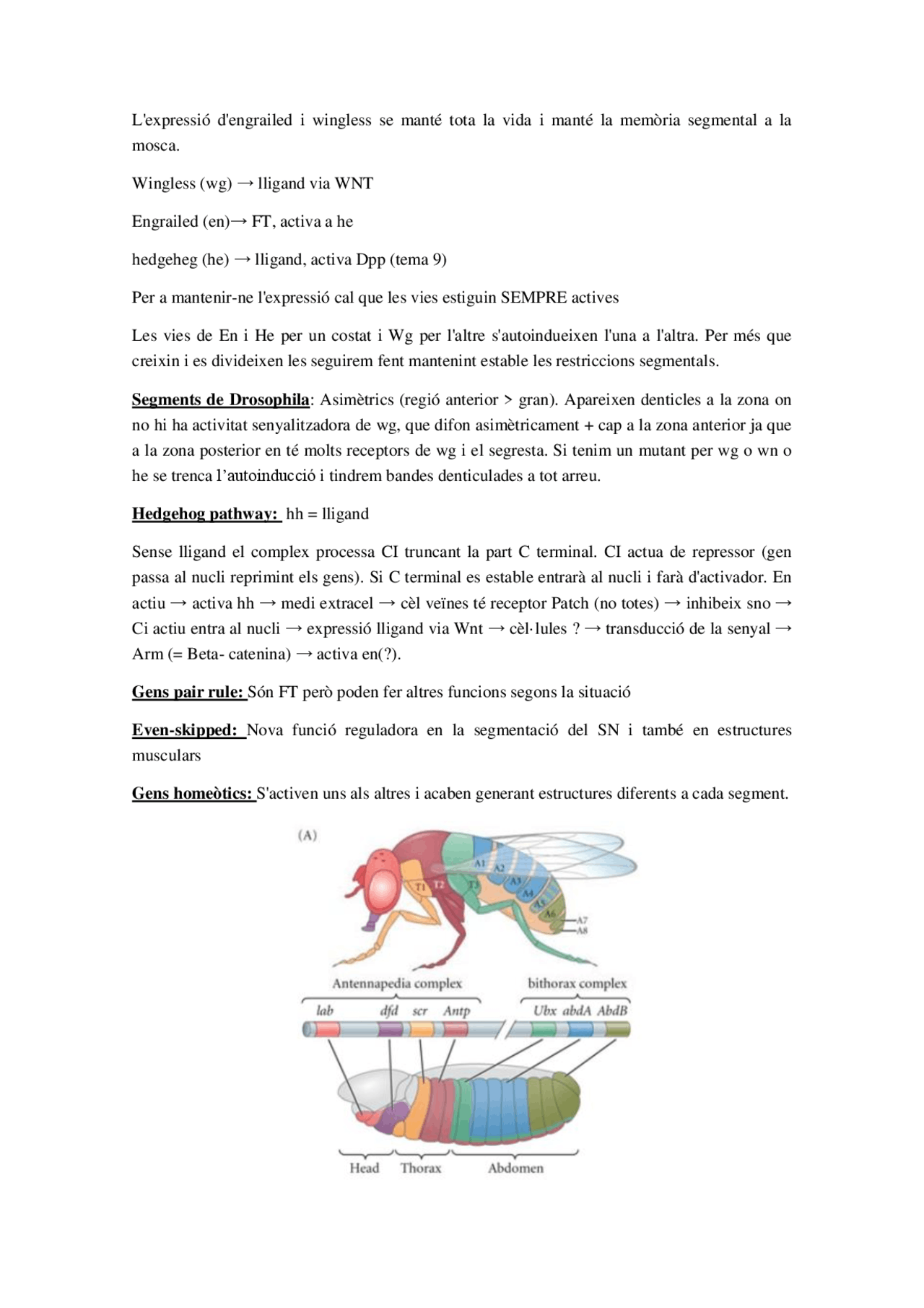 Biologia Del Desenvolupament Apunts De Pràctiques Docsity