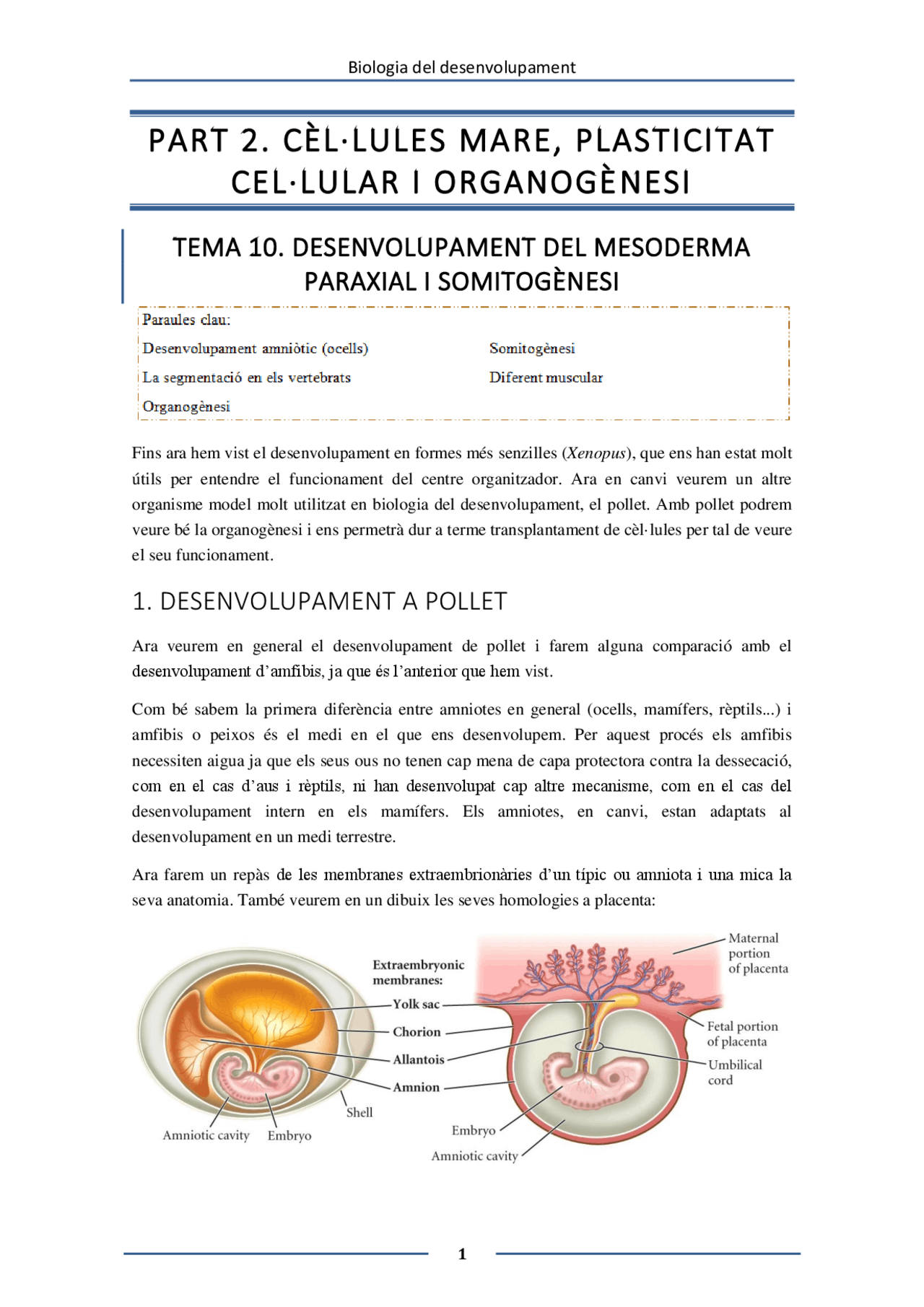 Biologia Del Desenvolupament Tema 10 Docsity