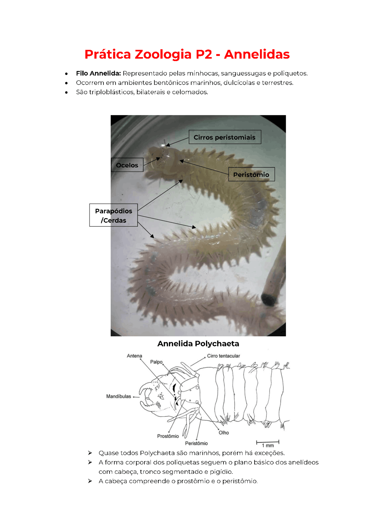 Aulá pratica de zoologia - Filo Annelida - Docsity