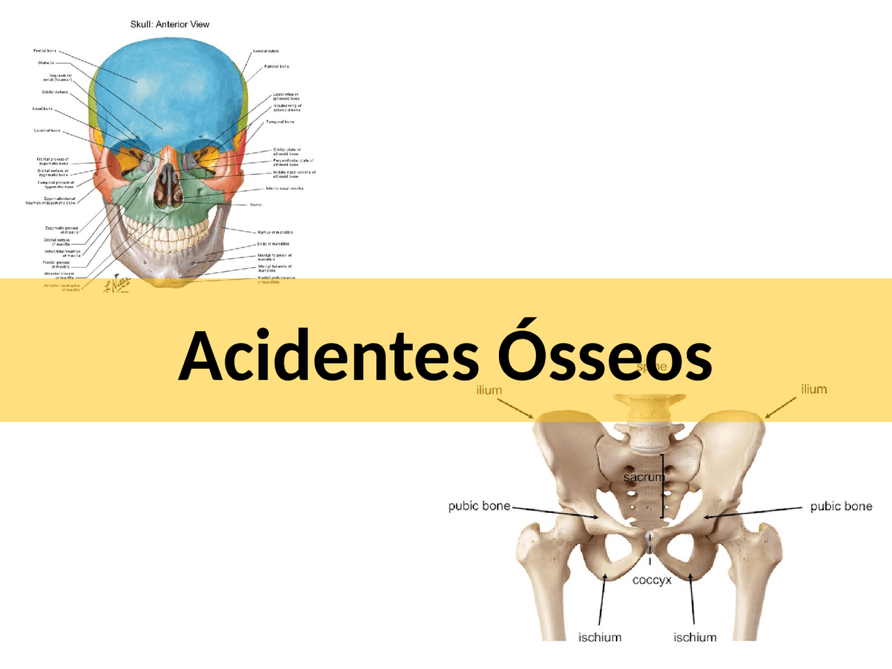Acidentes ósseos - aula - Docsity