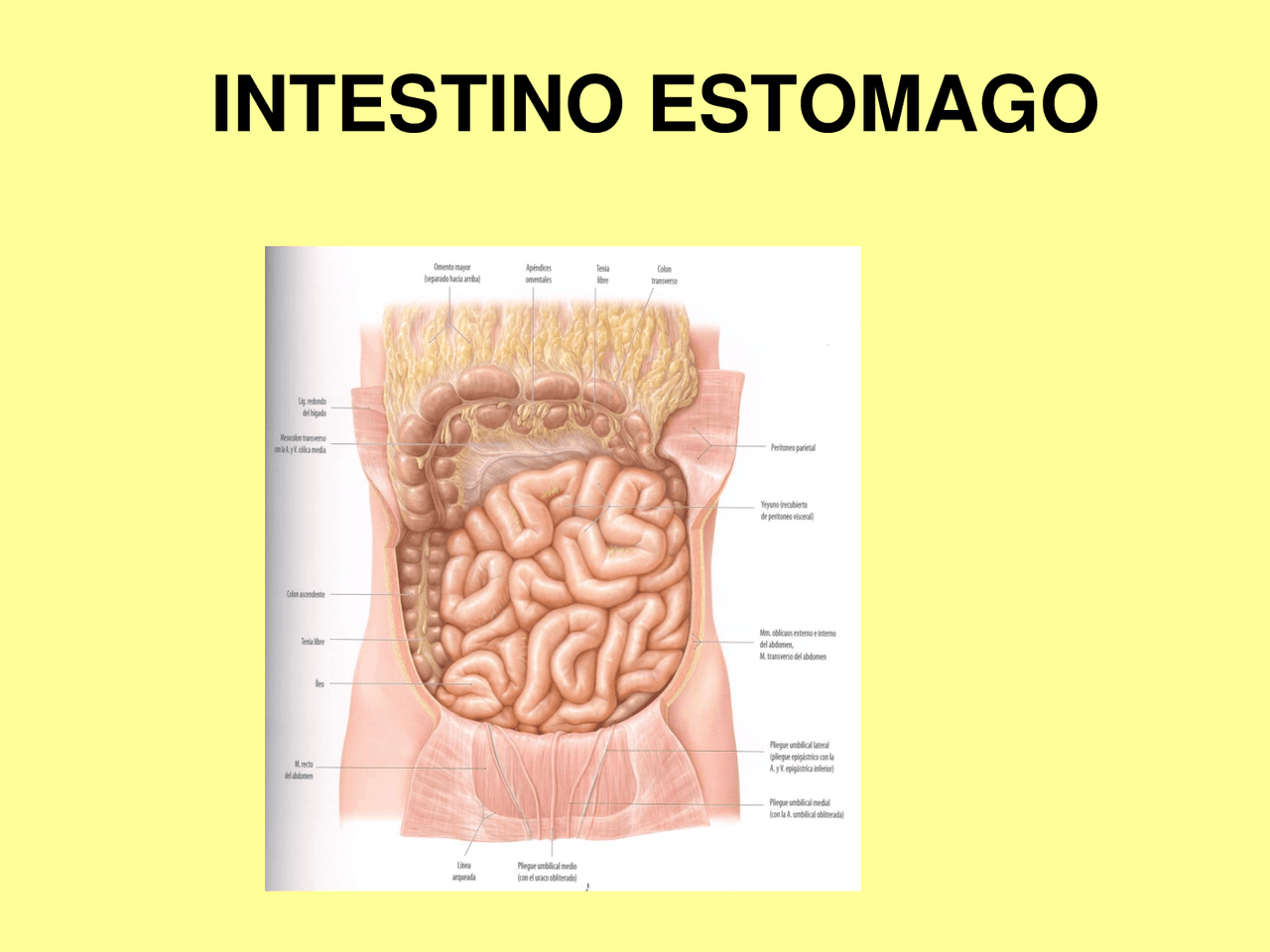 Presentación anatomía intestino y estómago - Docsity