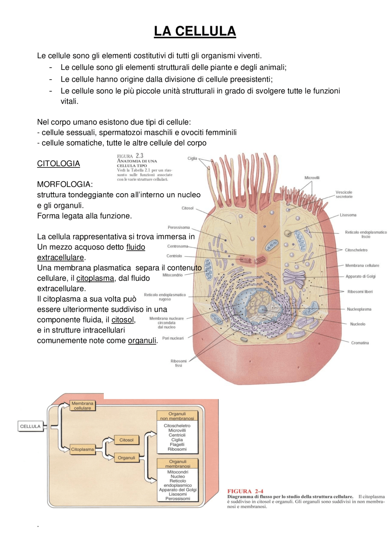 Esame Anatomia Umana Docsity