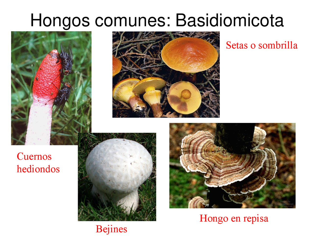 Hongos basidiomicetes - Docsity