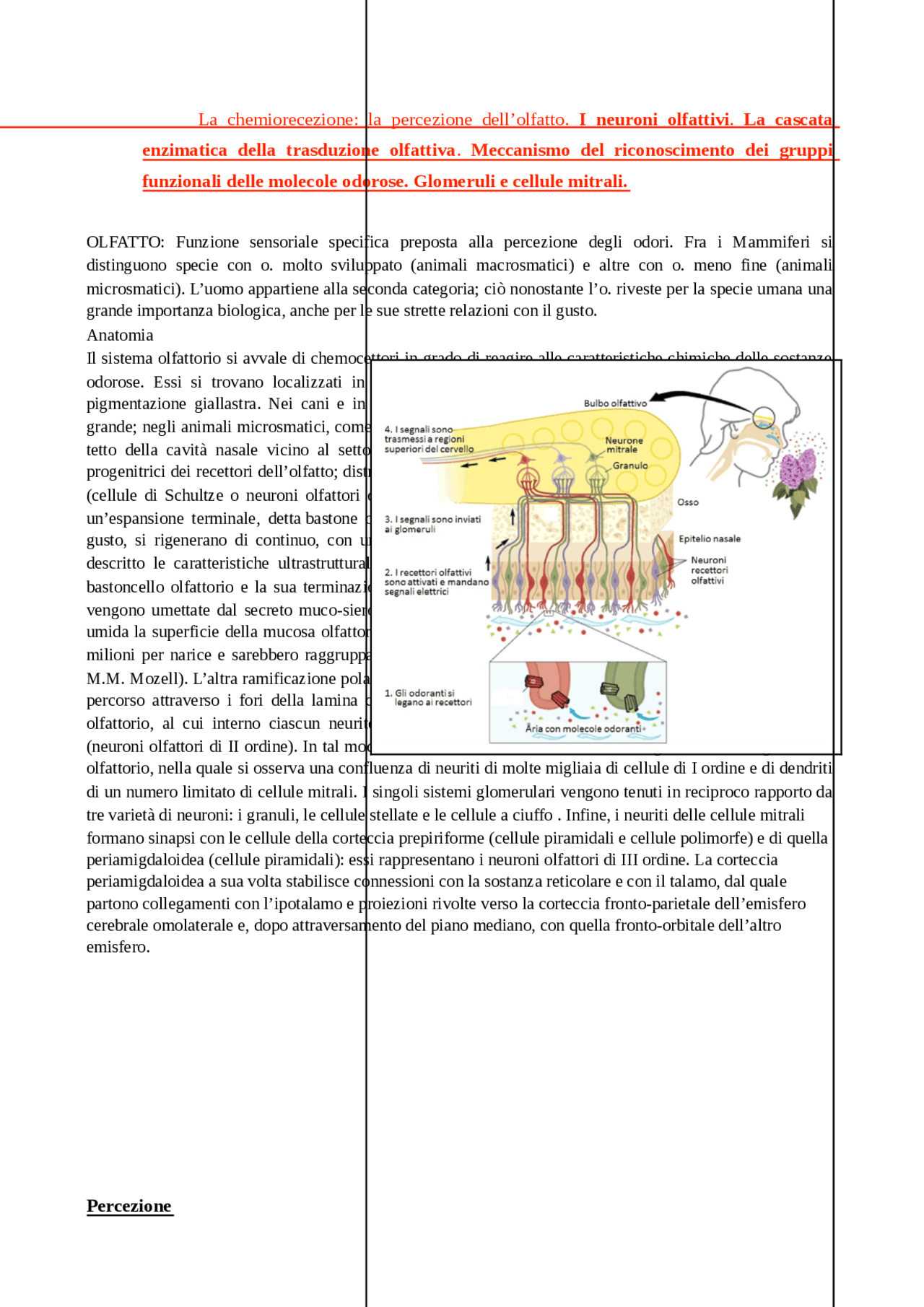 1) La chemiorecezione e Papille, bottoni e cellule gustative | Appunti ...