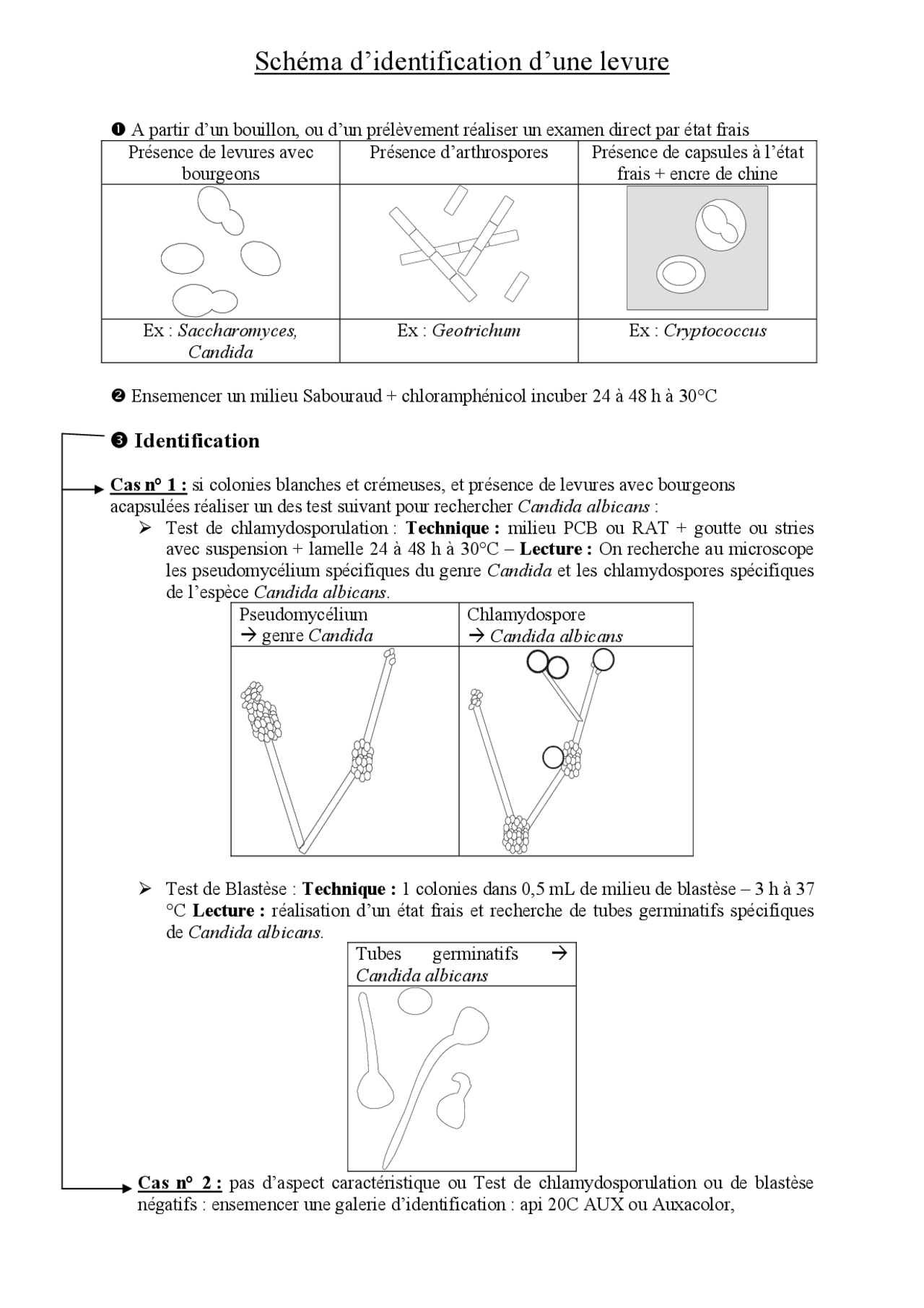Schéma d’identification d’une levure - Docsity