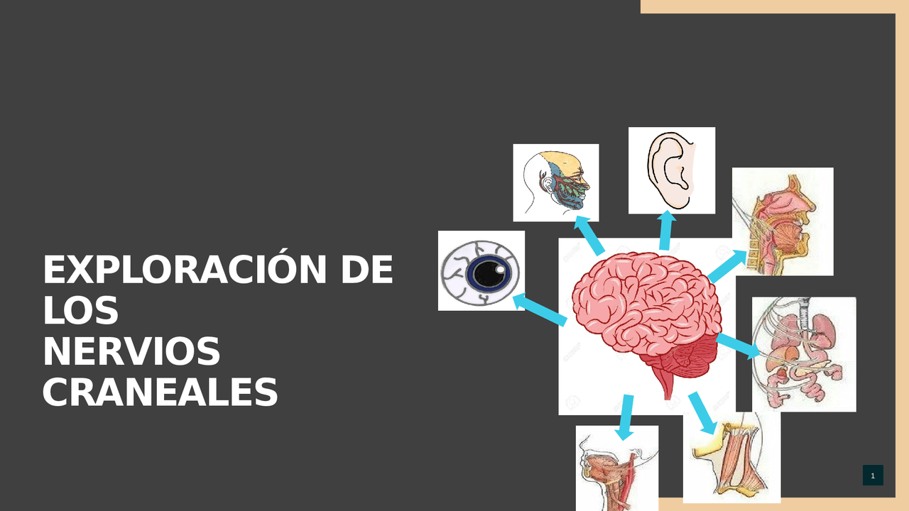Neurología Exploración De Los Pares Craneales En Niños De De 5 A 9 Años