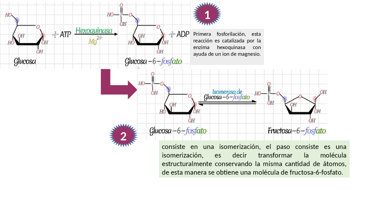 Ruta Catabólica De La Glucosa Glucolisis Paso A Paso Apuntes Docsity