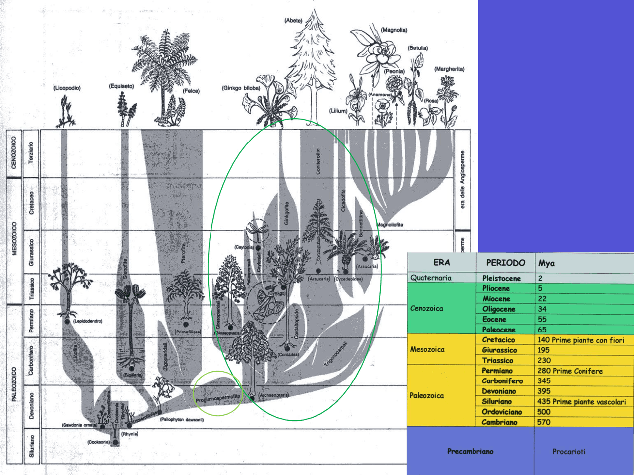 Dispensa Botanica Sistematica Gimnosperme Docsity