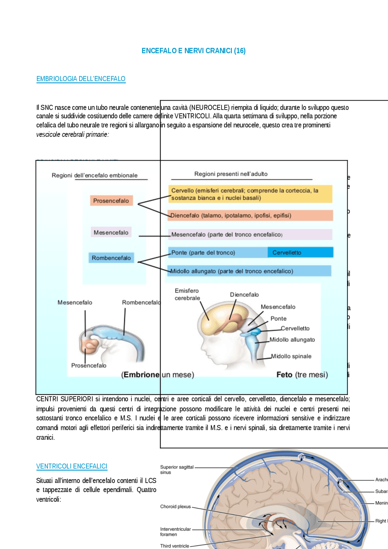 Anatomia Riassunti Utili Per Le Professioni Sanitarie Docsity