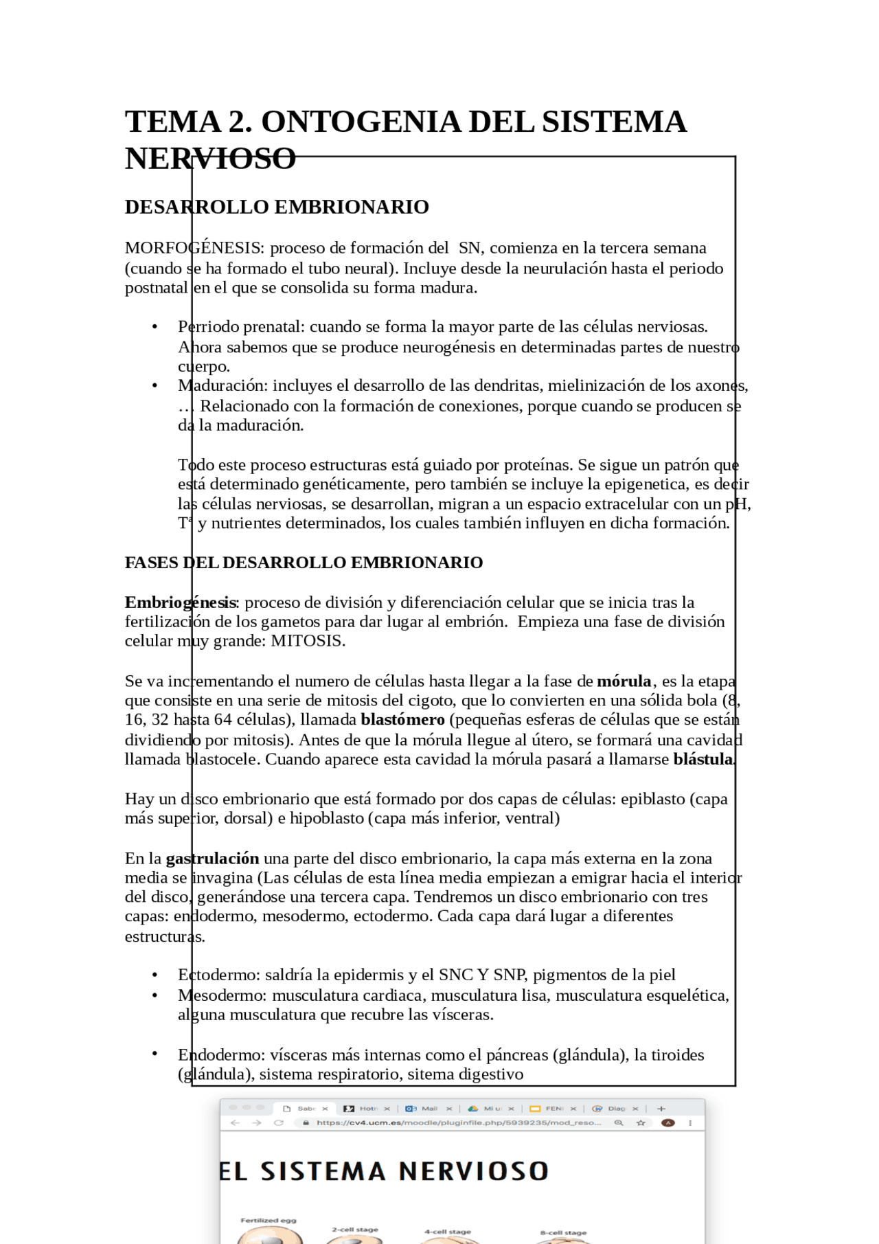 Tema 2 PsicobiologÍa Ii Docsity