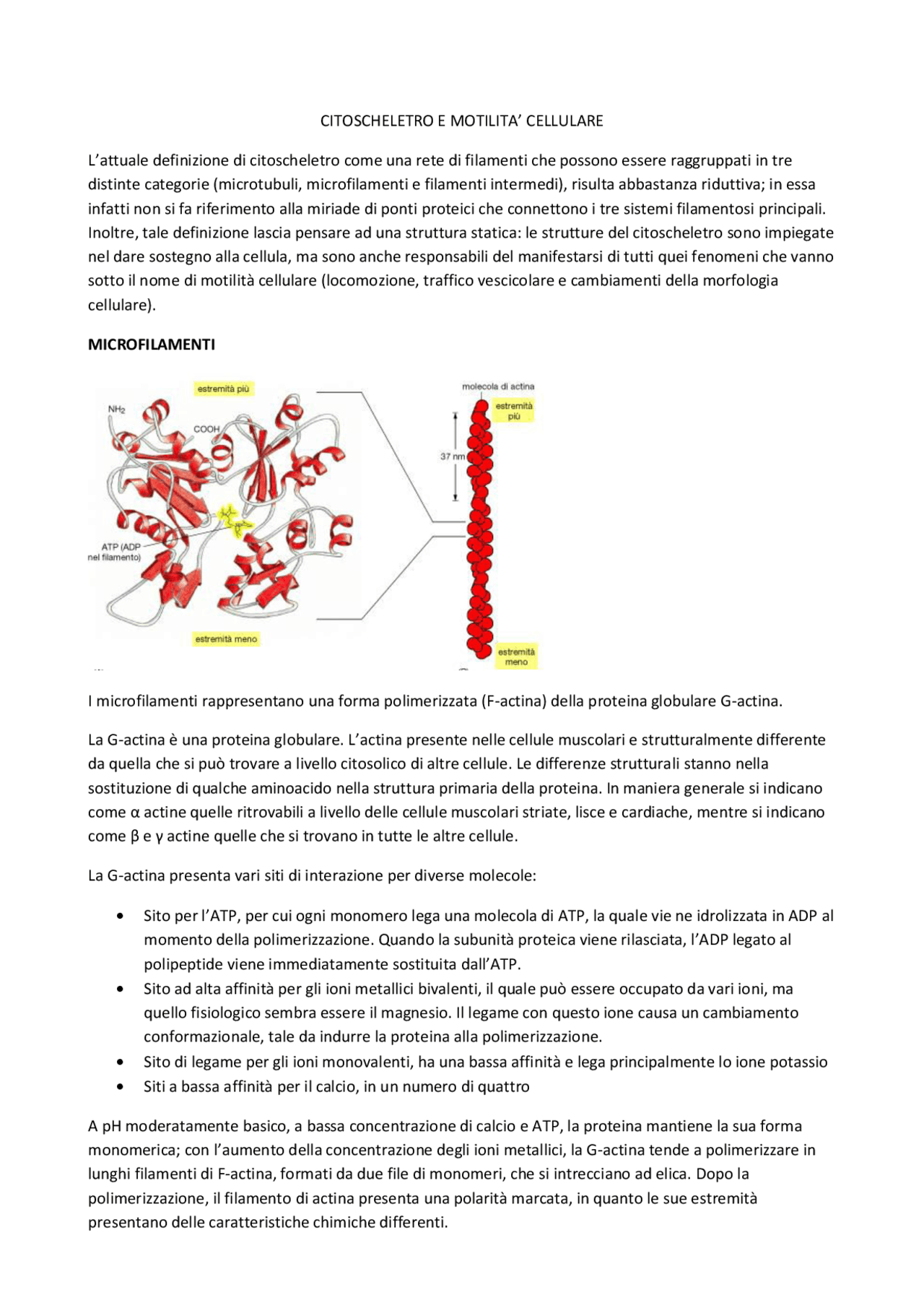 Componenti Proteiche Del Citoscheletro Docsity