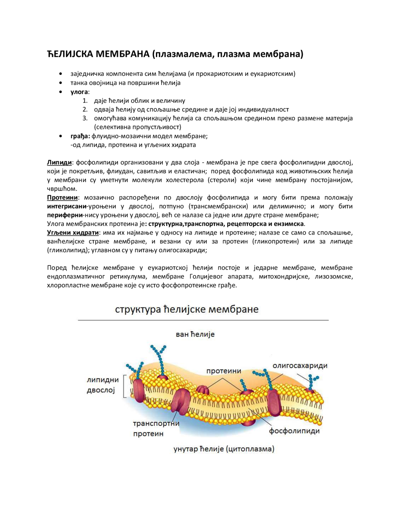 Celijska Membrana Lekcija Skripte Predlog Biologija Docsity