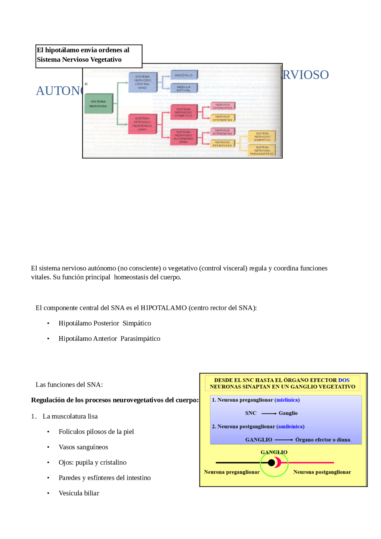 Tema 11 Sistema Nervioso Autonomo Resúmenes De Psicobiología Docsity
