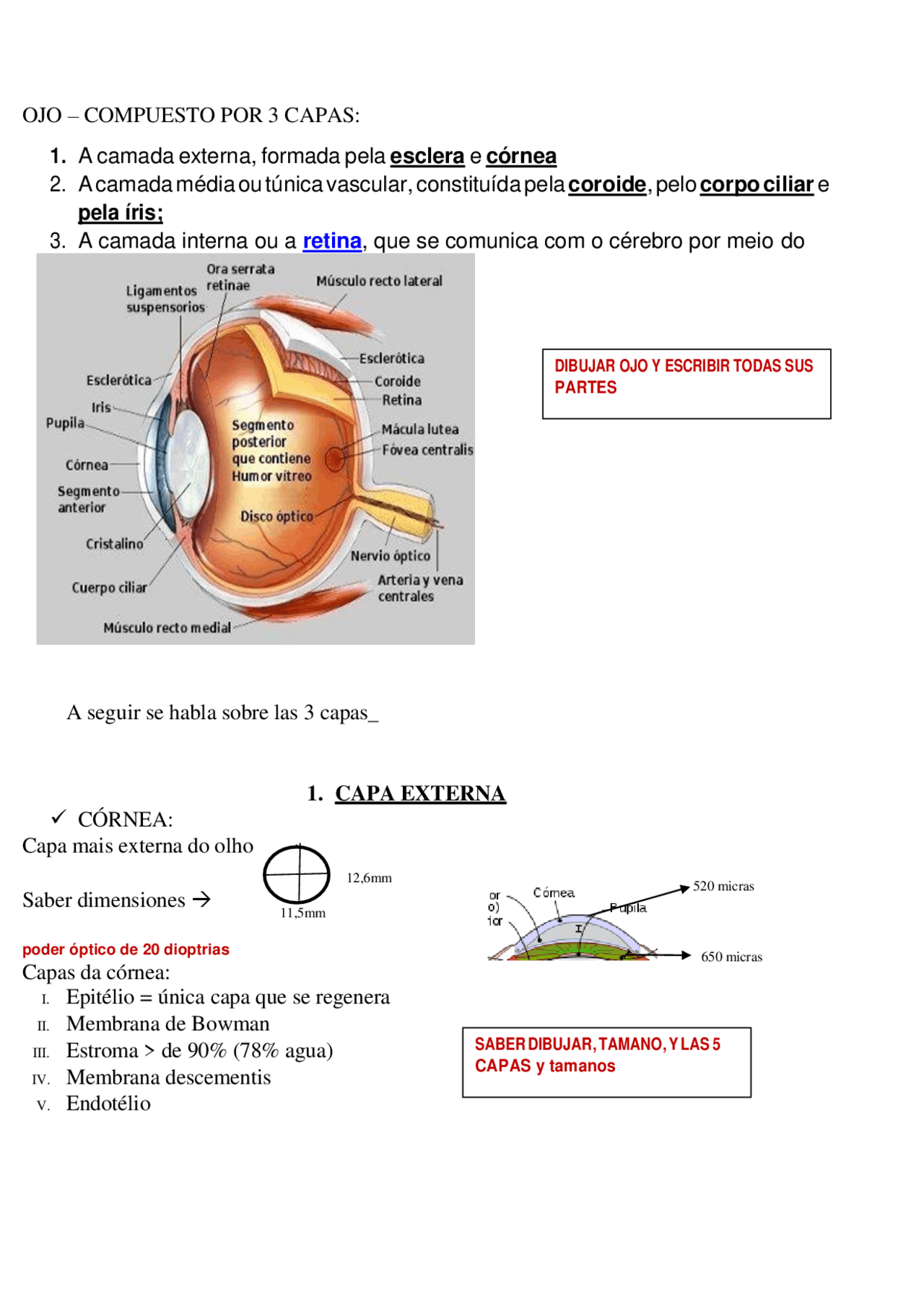 Oftalmologia Resumen Apuntes Clase Final Docsity