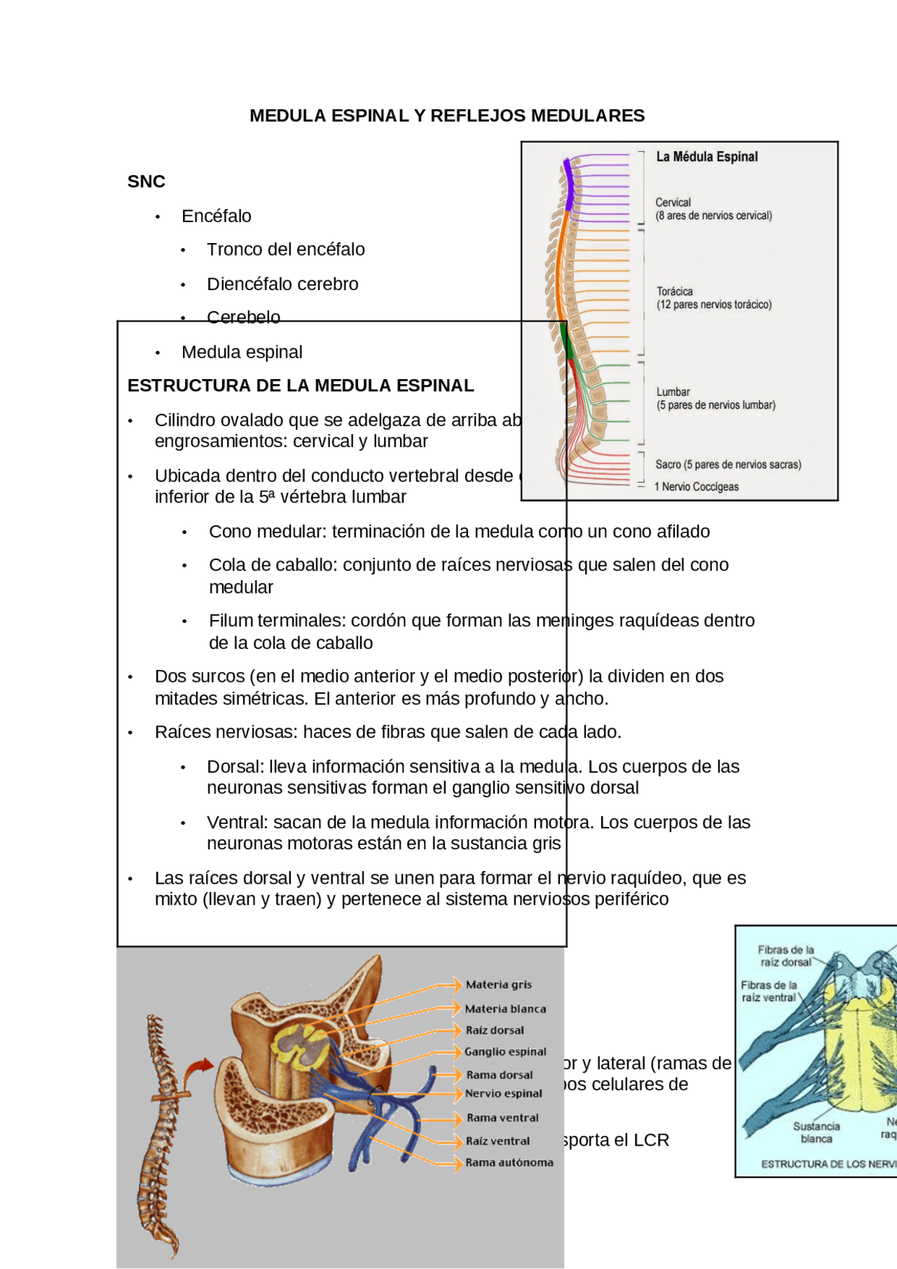 Apuntes De Anatomía Médula Espinal Docsity