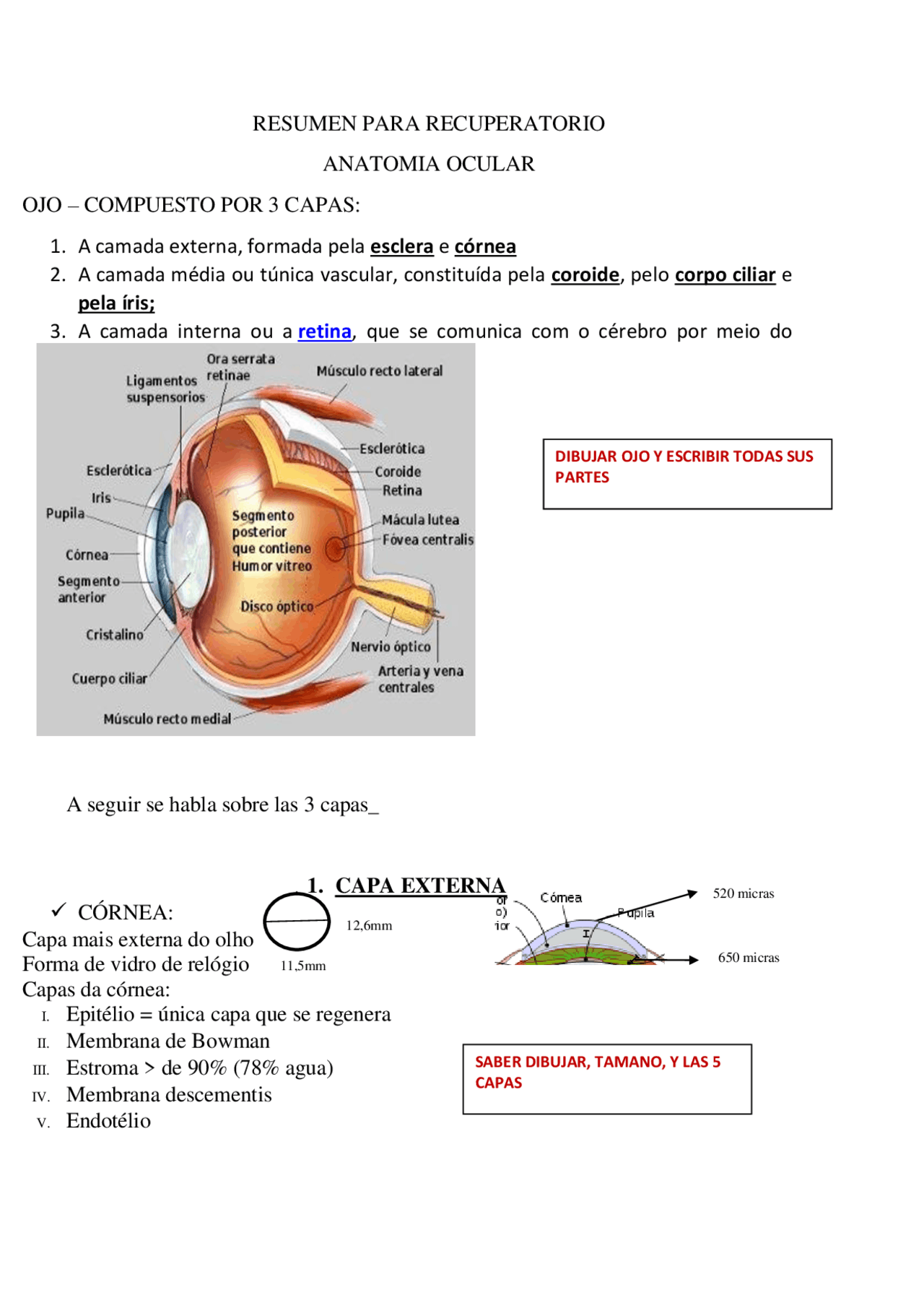 Oftalmologia Resumen Apuntes Clase 02 Docsity