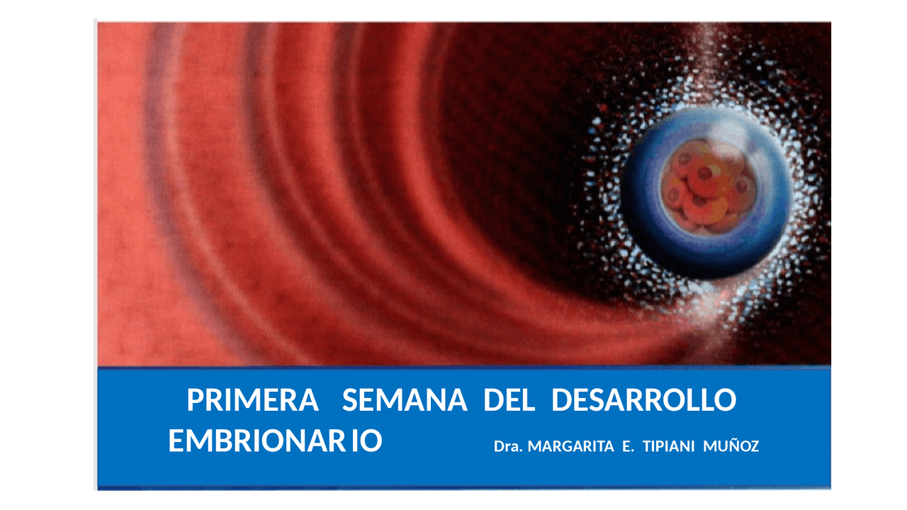 Primera Semana Del Desarrollo Embrionario Docsity