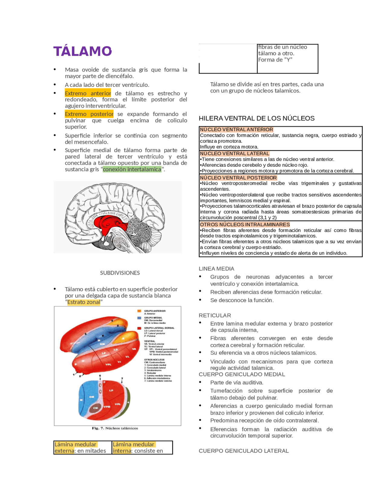 Tálamo, funciones y estructura. | Apuntes de Neuroanatomía | Docsity