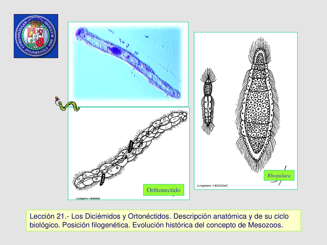 Orthonectida reino metazoa - Docsity