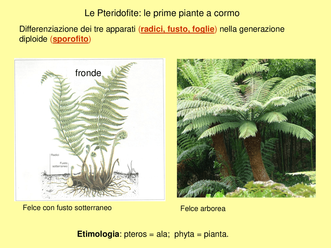 Cosa sono le pteridofite - Docsity