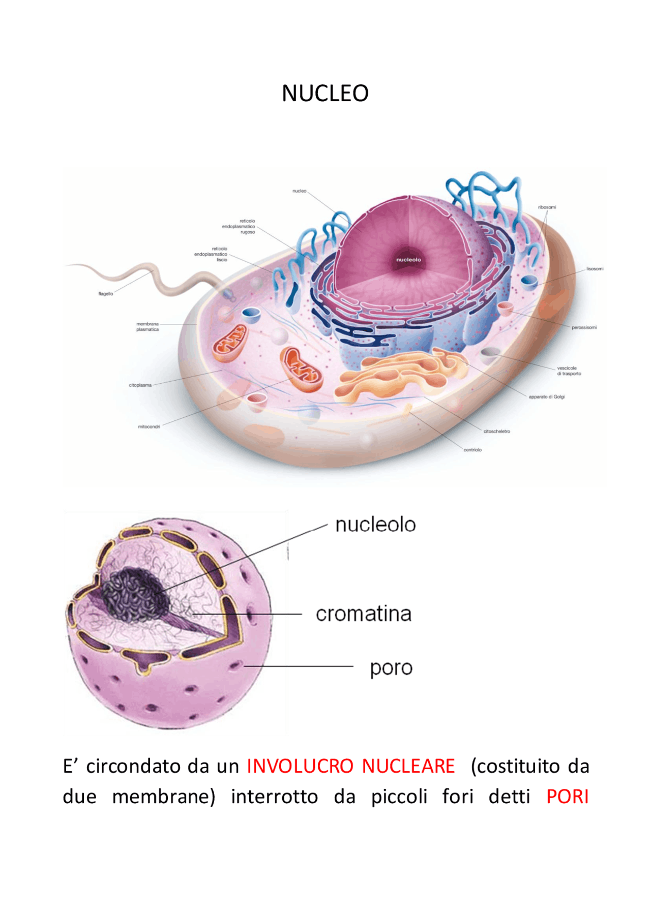 Il nucleo della cellula - Docsity