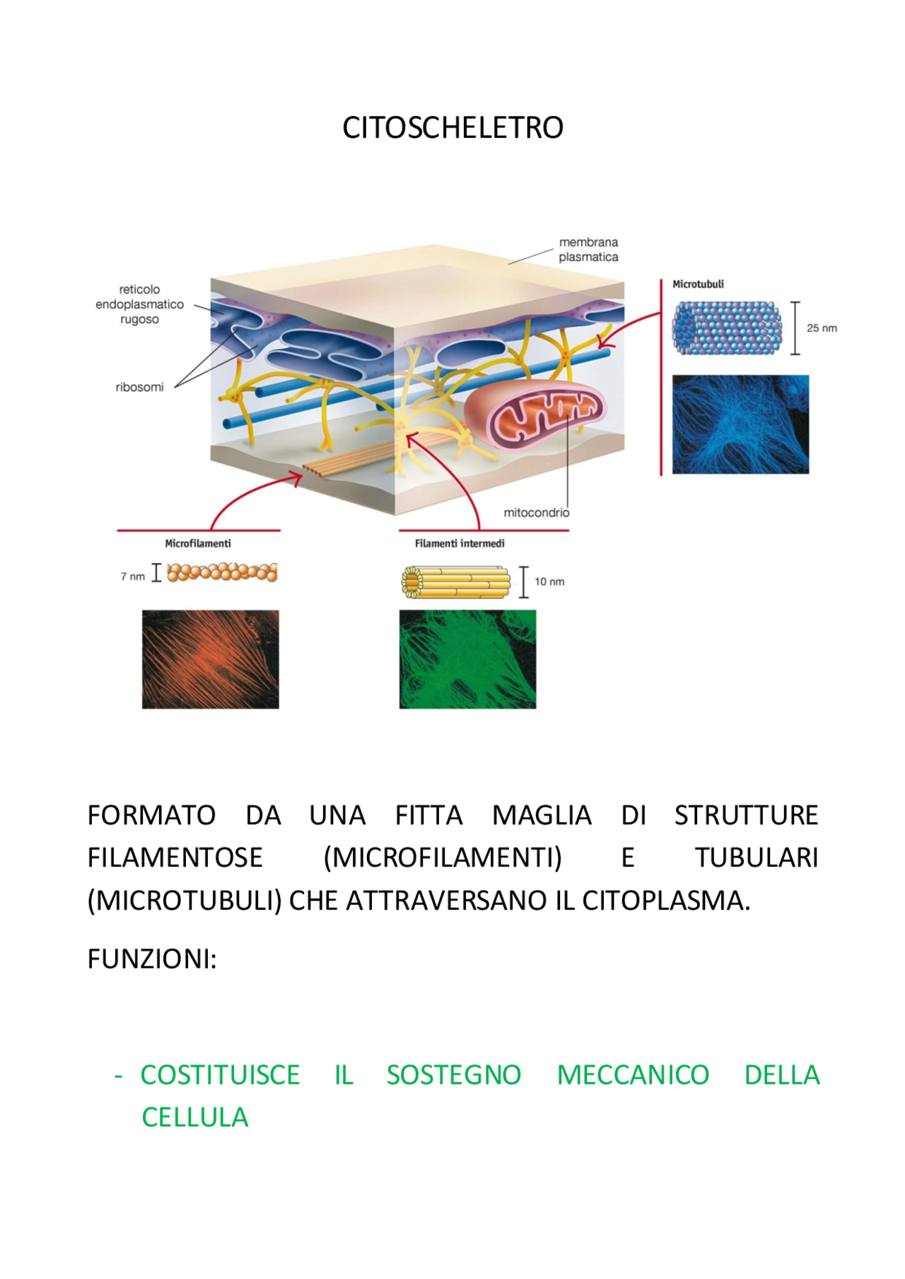 Spiegazione Completa Sul Citoscheletro Docsity