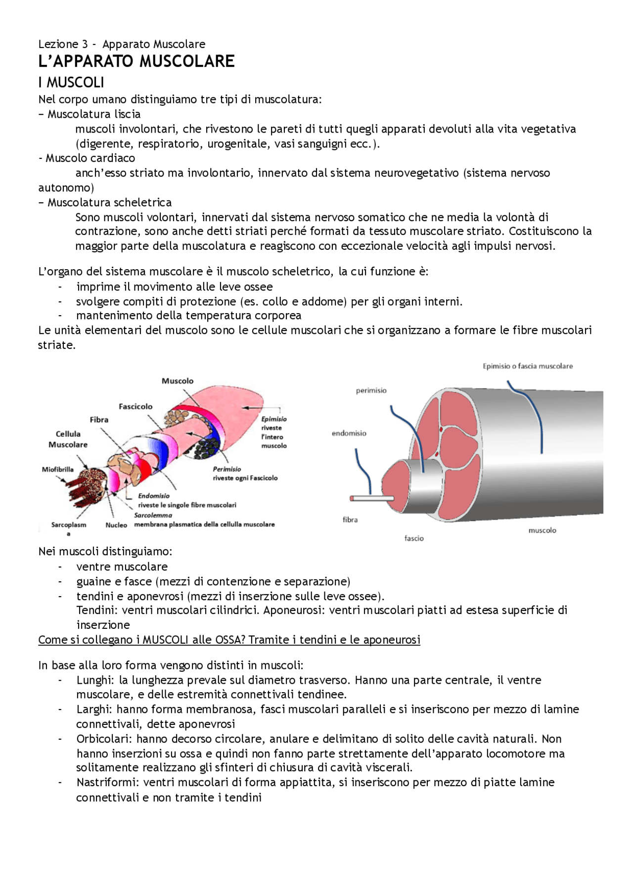 Anatomia Apparato Muscolare Docsity
