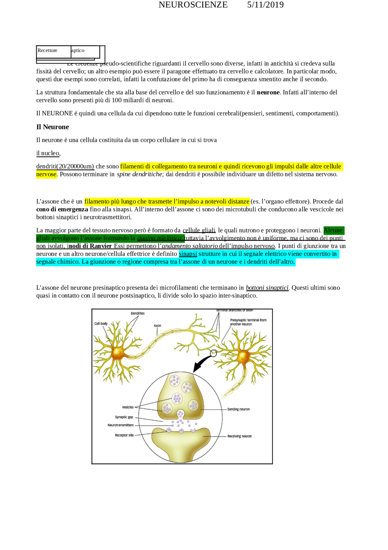 Riassunto Neuroscienze Cognitive Di Gazzaniga Sintesi Del Corso Di