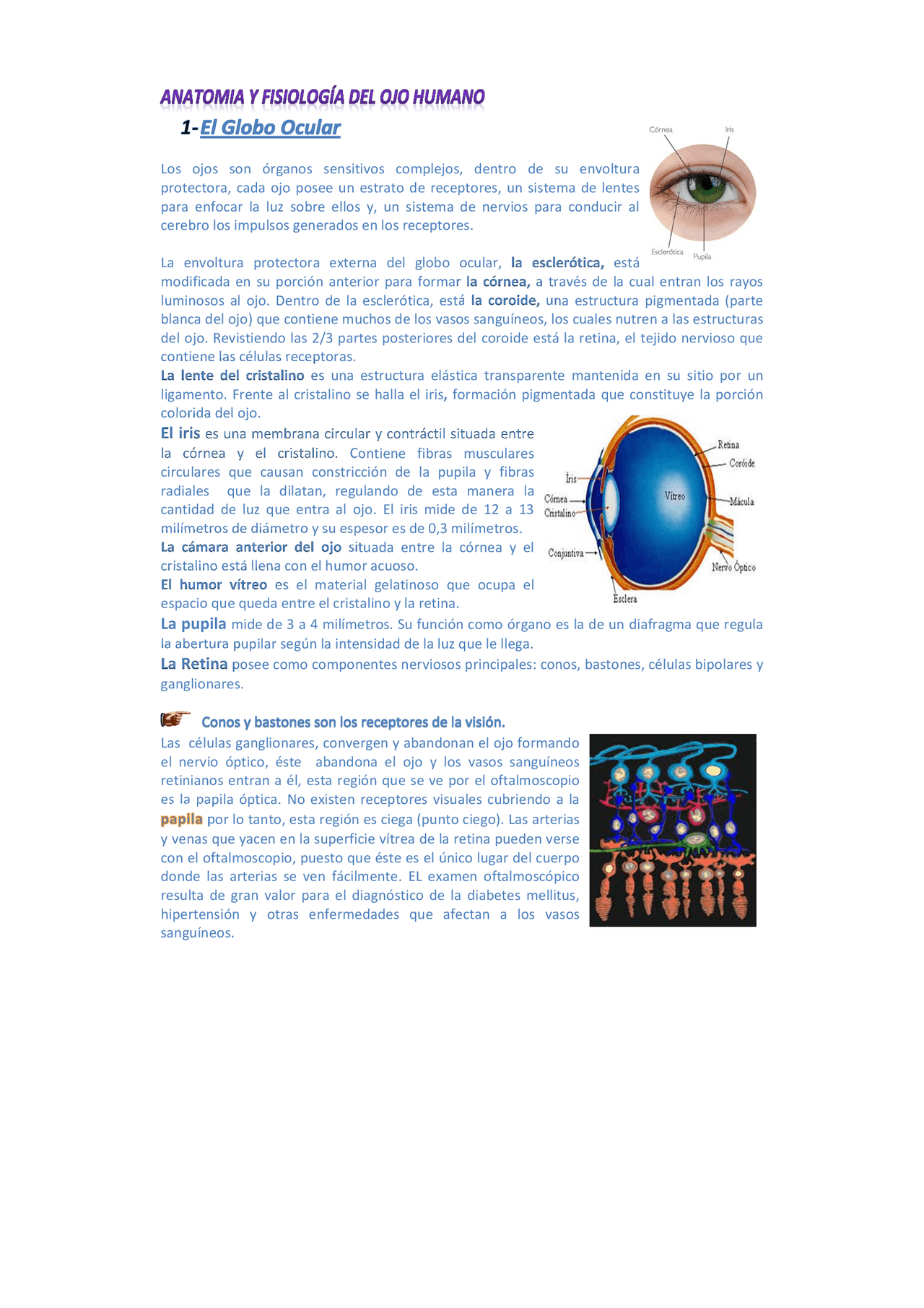 Anatomia Del Ojo Resumen Resúmenes De Anatomía Docsity