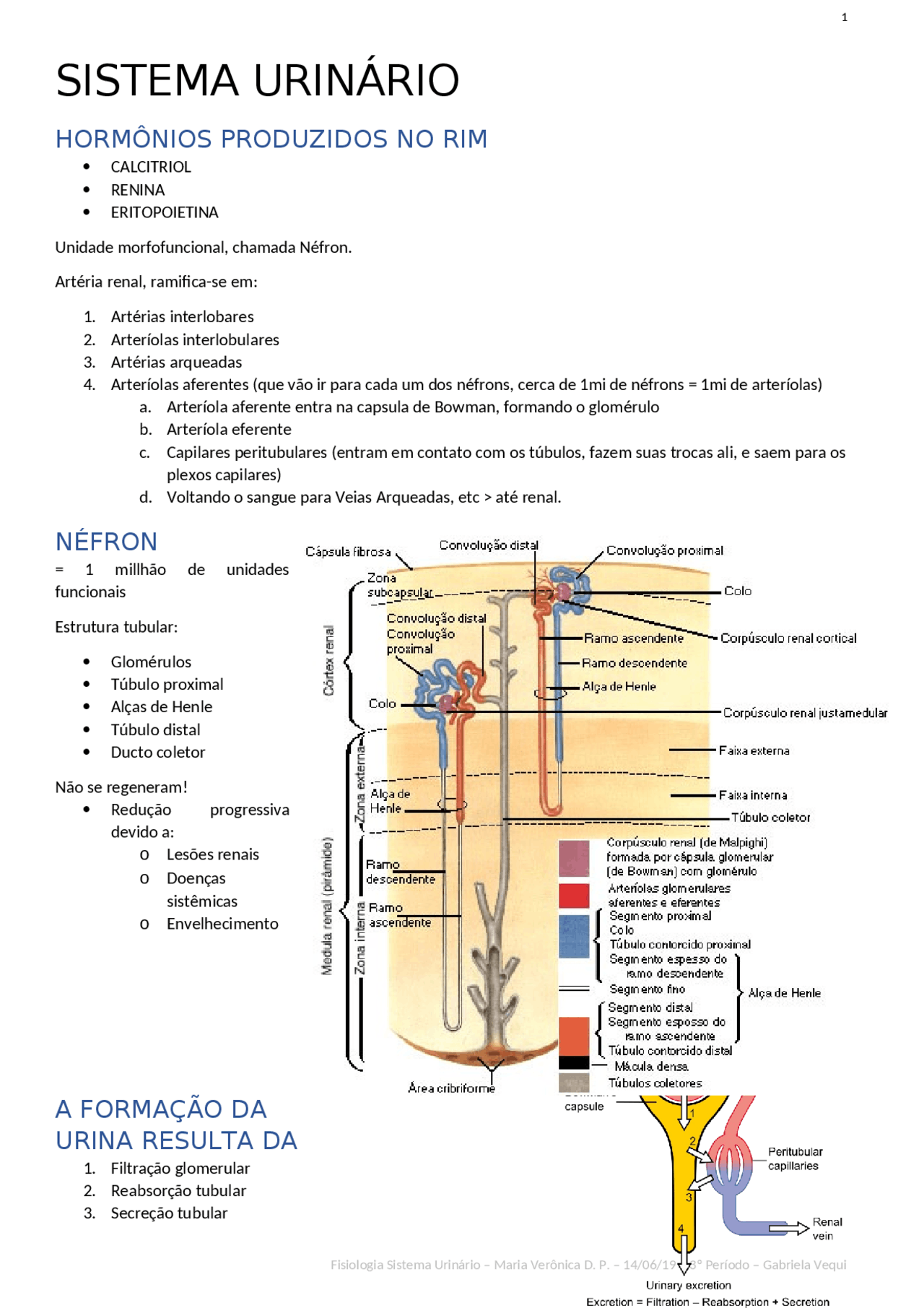 Resumo Sistema Urinário Docsity