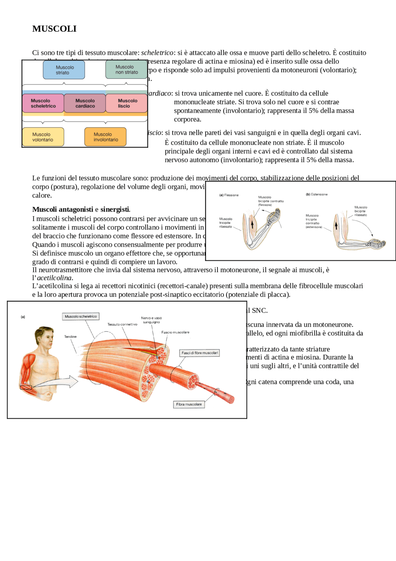 Esame Di Fisiologia Sintesi Del Corso Di Fisiologia Docsity