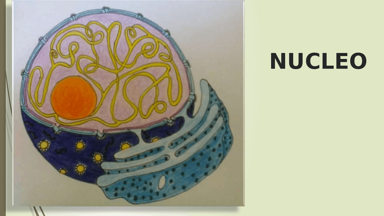 Histologia nucleo componentes - Docsity