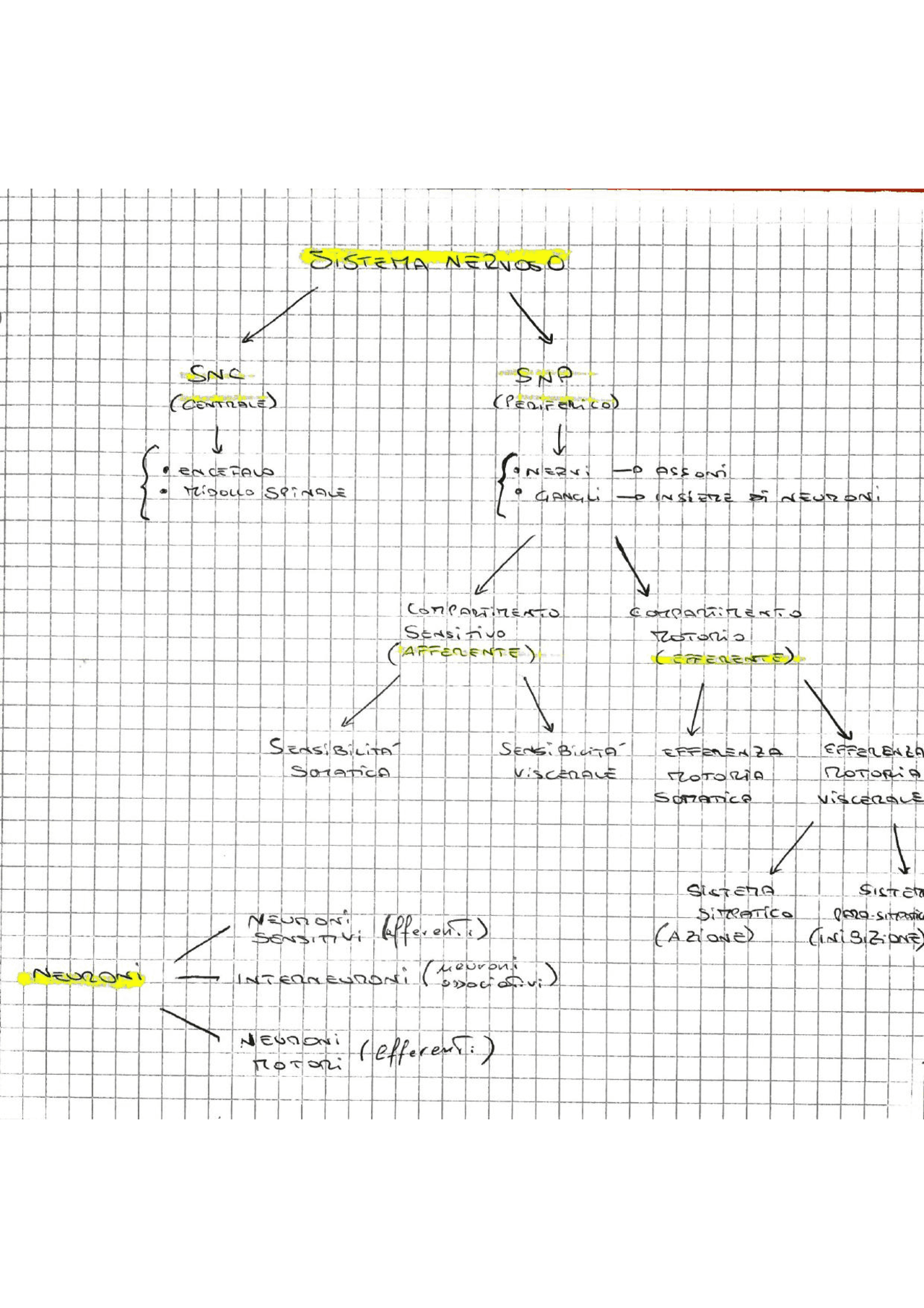 Mappe Concettuali Anatomia Appunti Di Anatomia Docsity