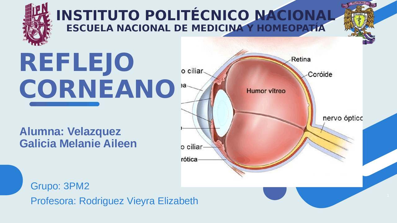 Reflejo corneano en neuroanatomia | Diapositivas de Neuroanatomía - Docsity