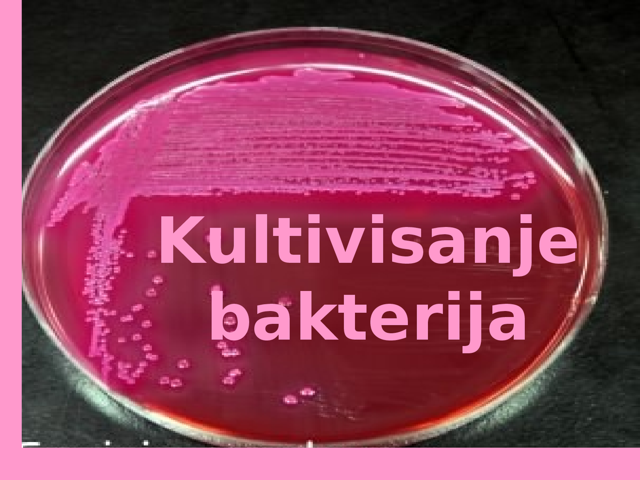 Mikrobiologija I Hematologija Rezime Predlog Mikrobiologija Docsity