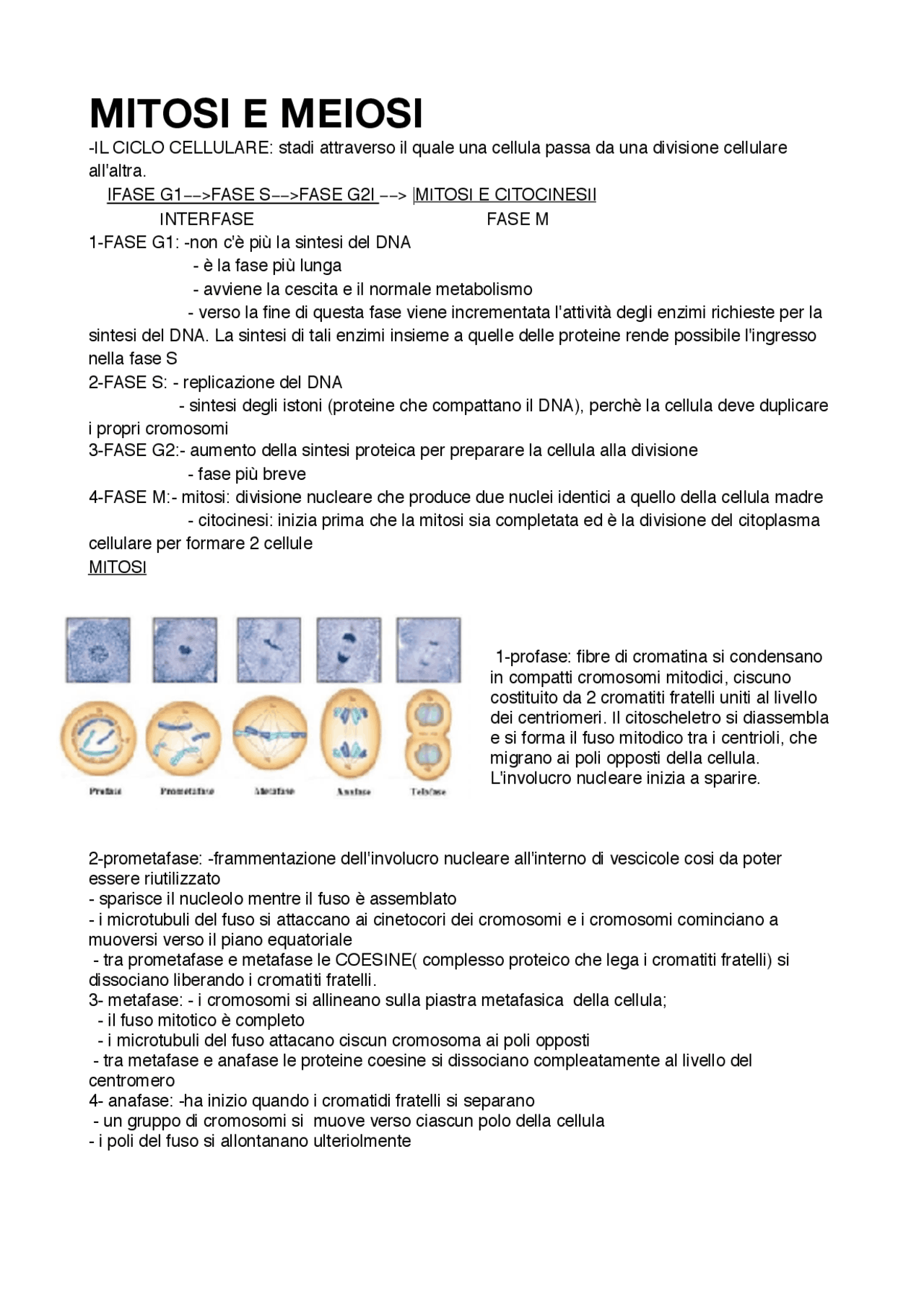 Il Ciclo Cellulare Mitosi E Meiosi Docsity