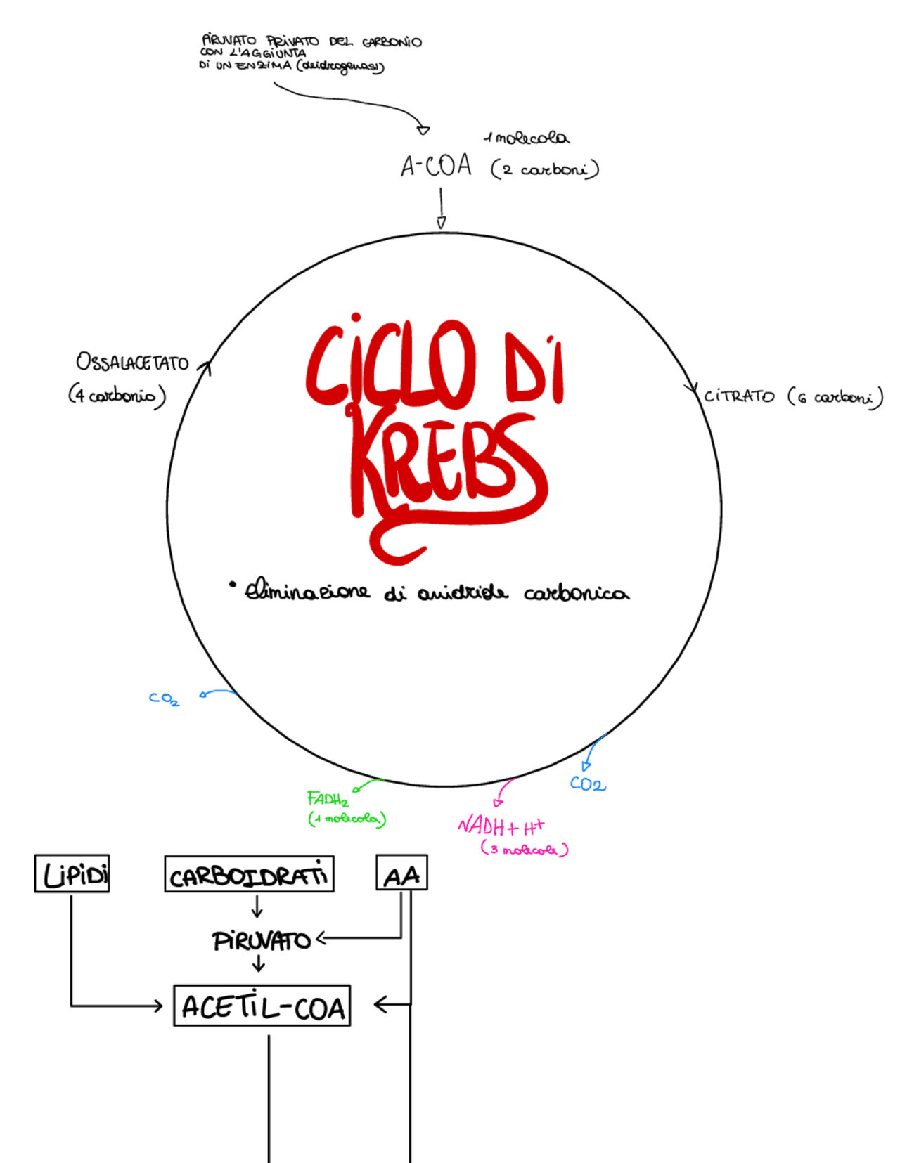 Schema Sul Ciclo Di Krebs Schemi E Mappe Concettuali Di Biologia