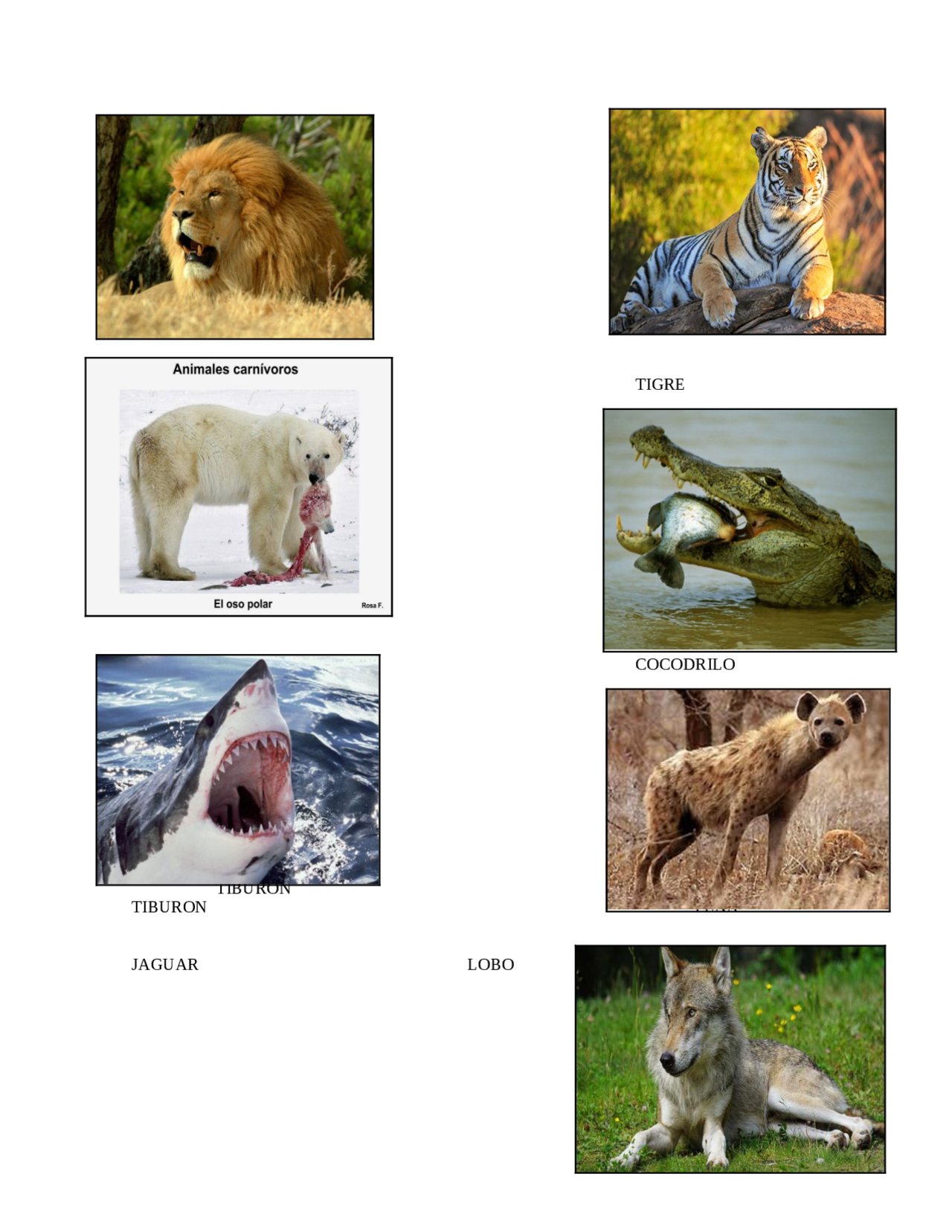 ANIMALES CARNIVOROS, HERVIVOROS - Docsity