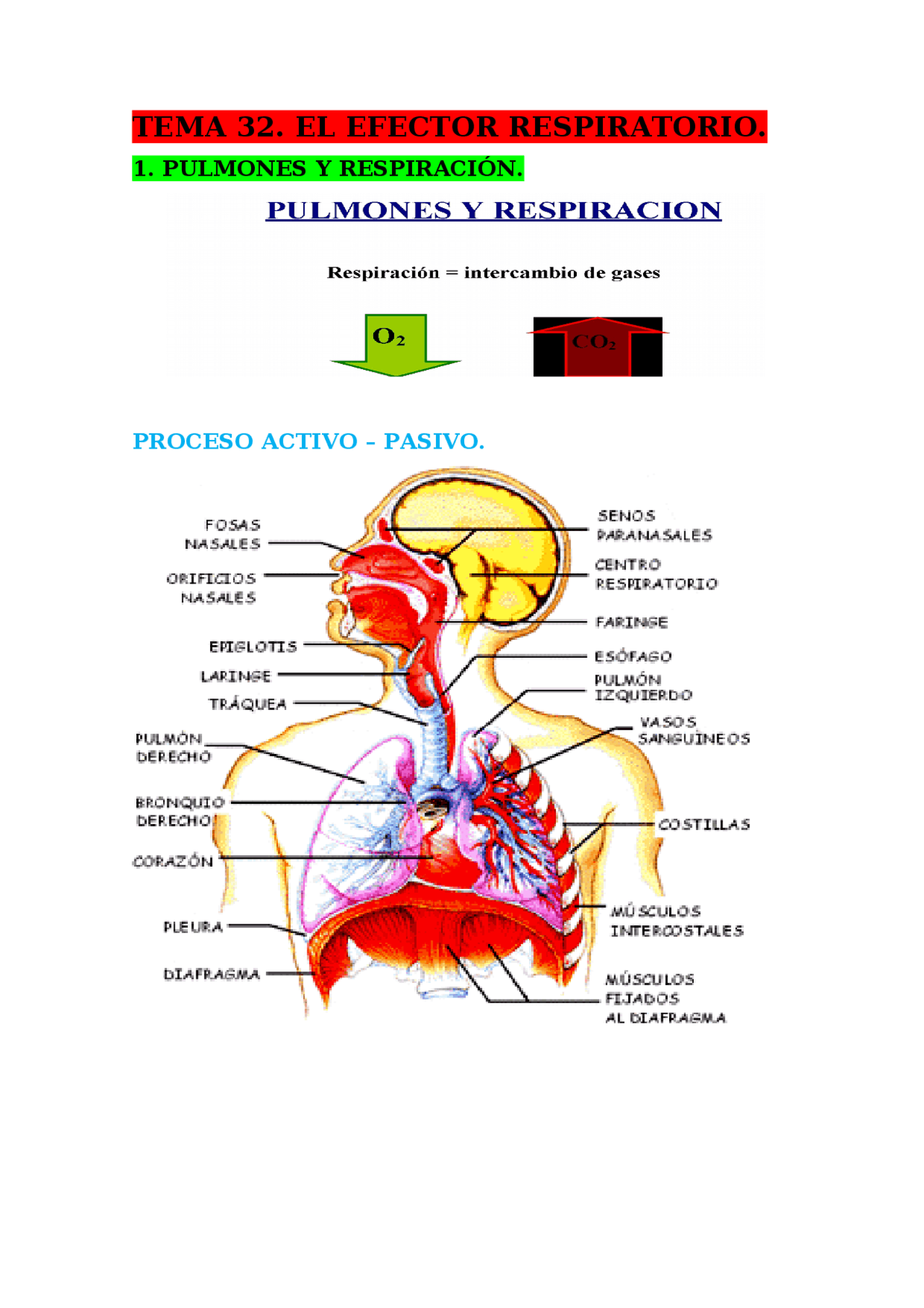 Otorrino Grado En Logopedia Apuntes De Otorrinolaringología Docsity