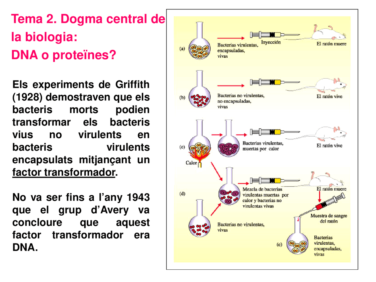 Biologia Fonamental Udg Tema 2 Docsity
