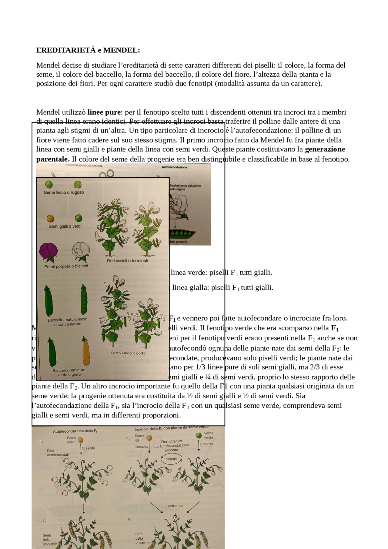 Ereditarietà E Mendel Docsity