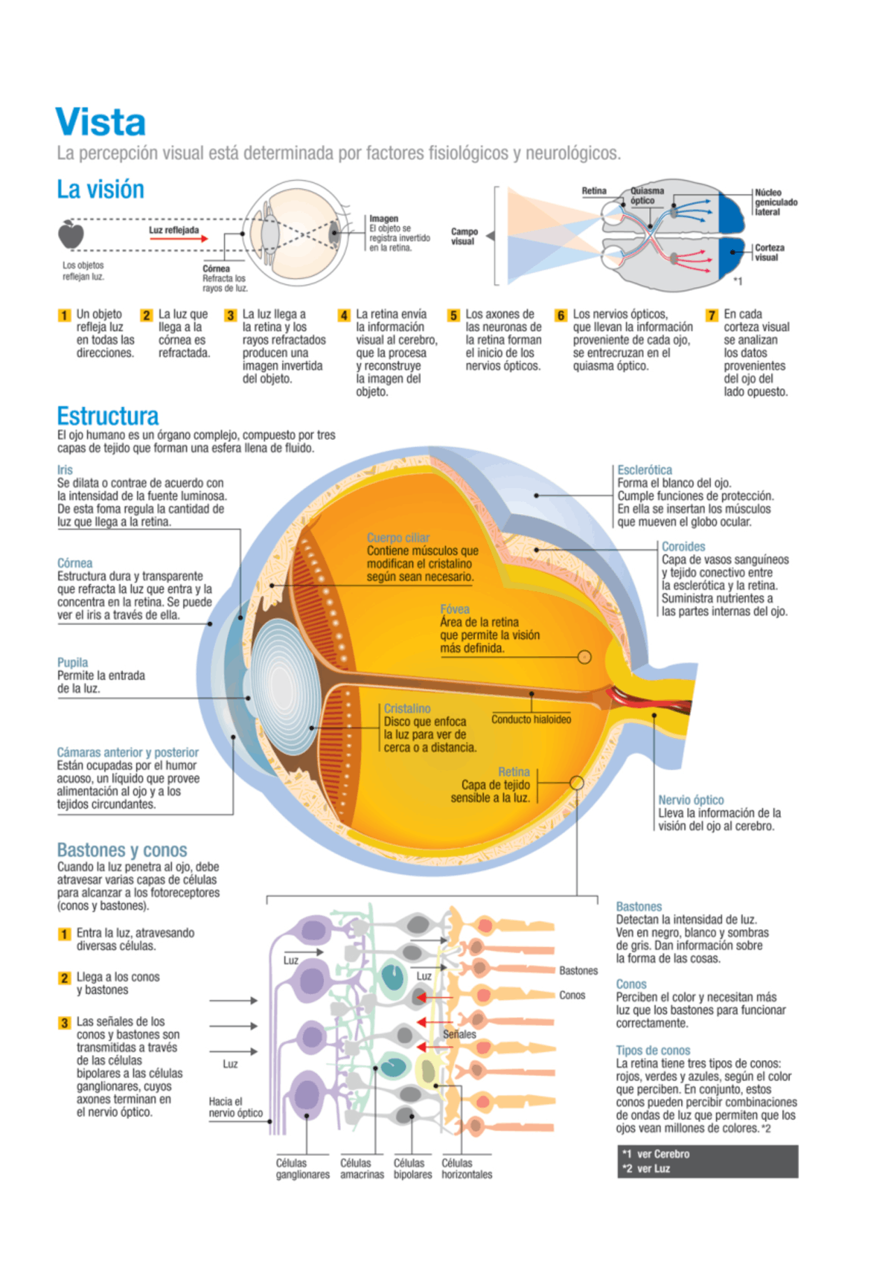 Estructura del ojo humano - Docsity