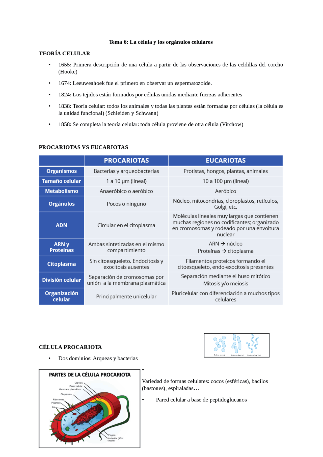 La Célula Y Los Orgánulos Celulares Docsity
