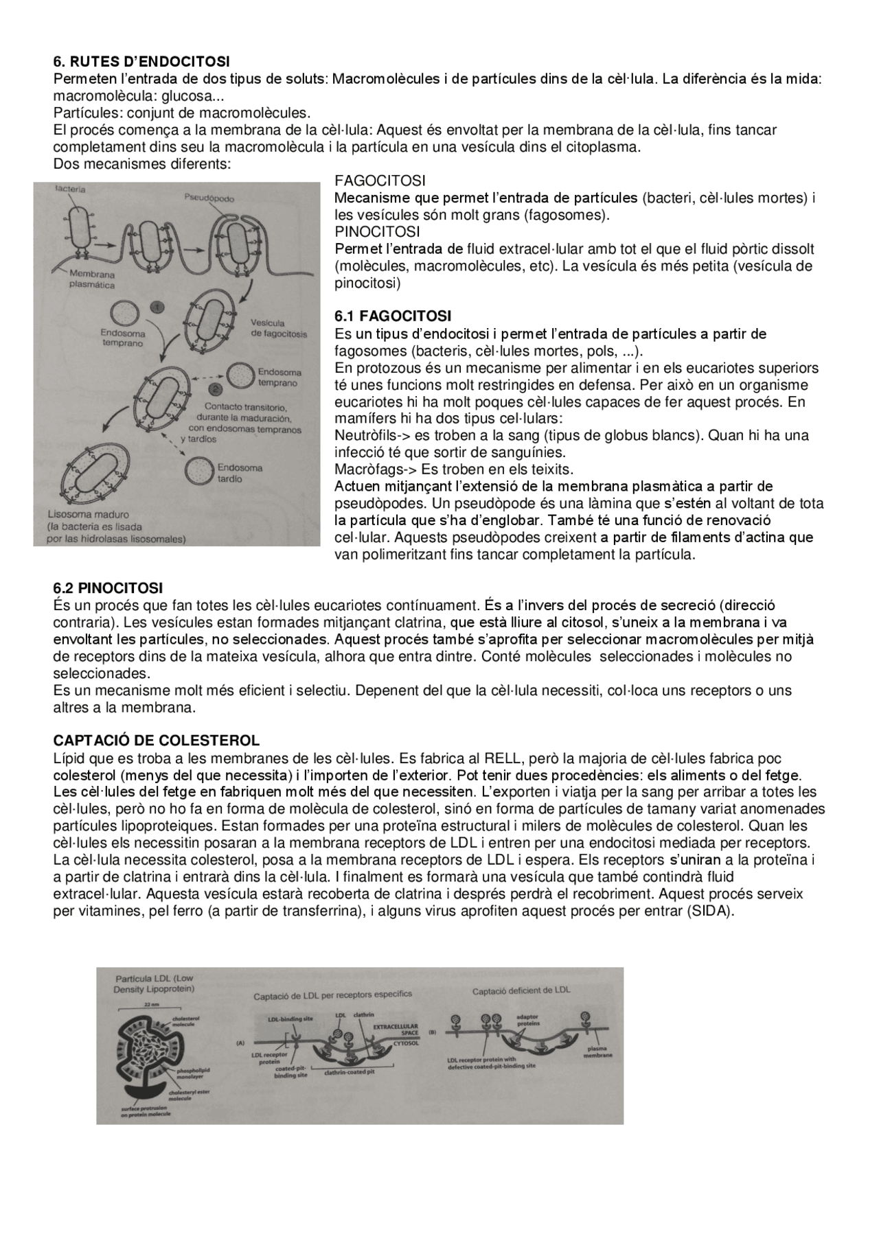 Tema 6 Biologia Cel·lular Docsity