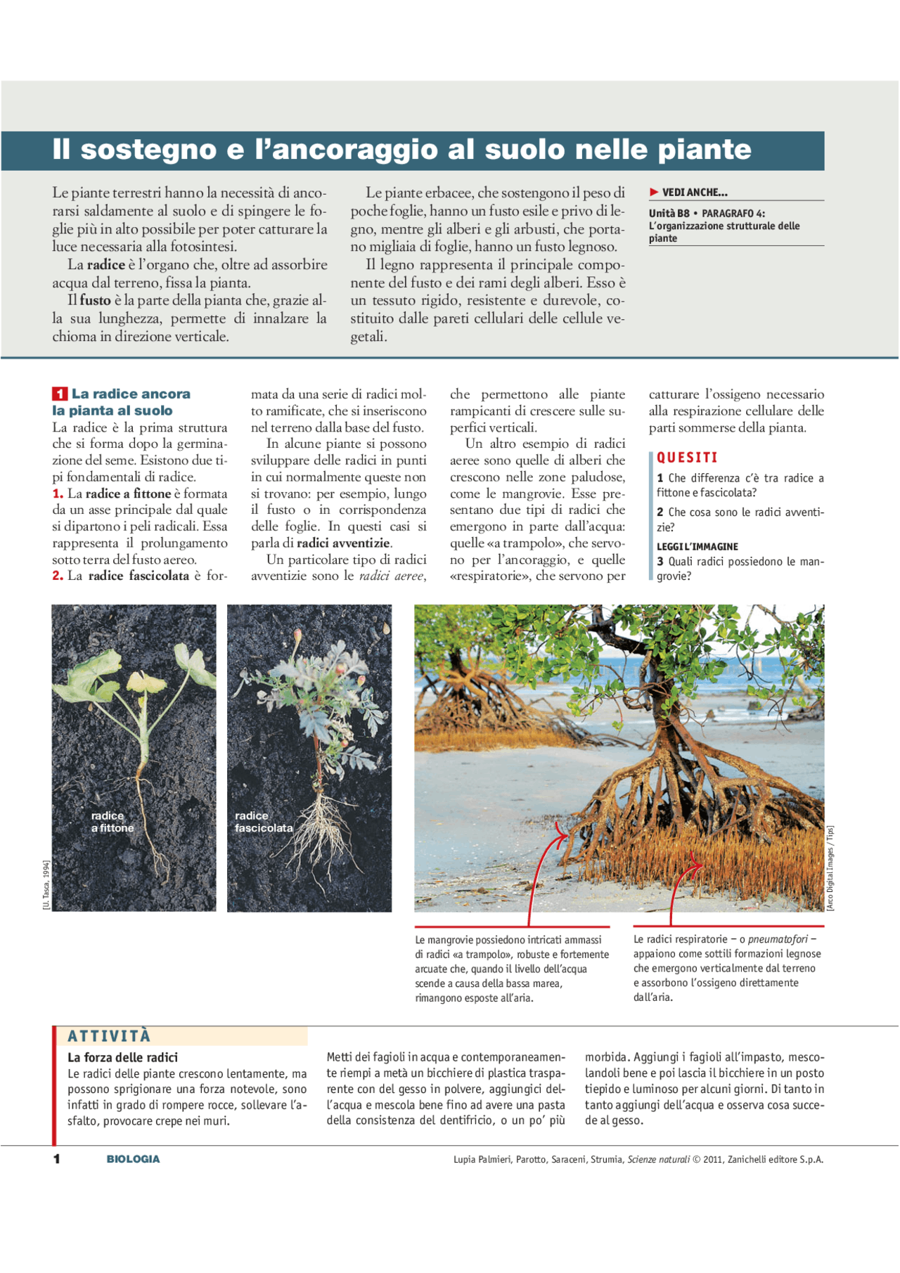 Piante E Loro Crescita Appunti Di Scienze Naturali Docsity