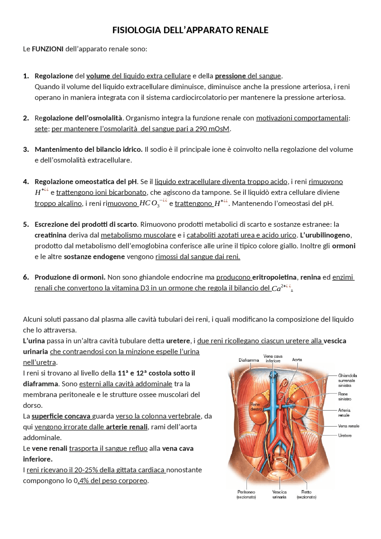 FISIOLOGIA DELL’APPARATO RENALE - Docsity